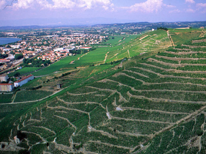 Histoire de la vigne : le vin en Gaule à l’époque romaine – Le journal ...