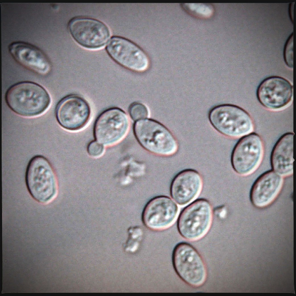 La vinification des vins rouges : quelle influence sur le style du vin ...