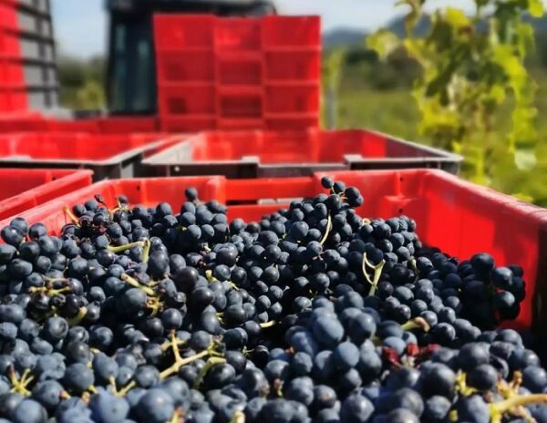 Domaine de Triennes : le style bourguignon au cœur de la Provence – Le ...