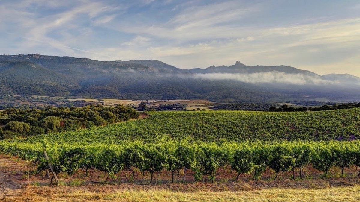 Clos Canarelli, emblématique des grands vins corses – Le journal d ...