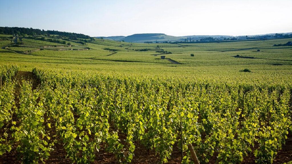Quels sont les vins les plus chers du monde ? – Le journal d'iDealwine ...