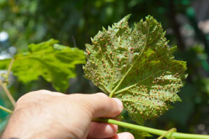 Reconnaître et traiter les principales maladies de la vigne – Le ...